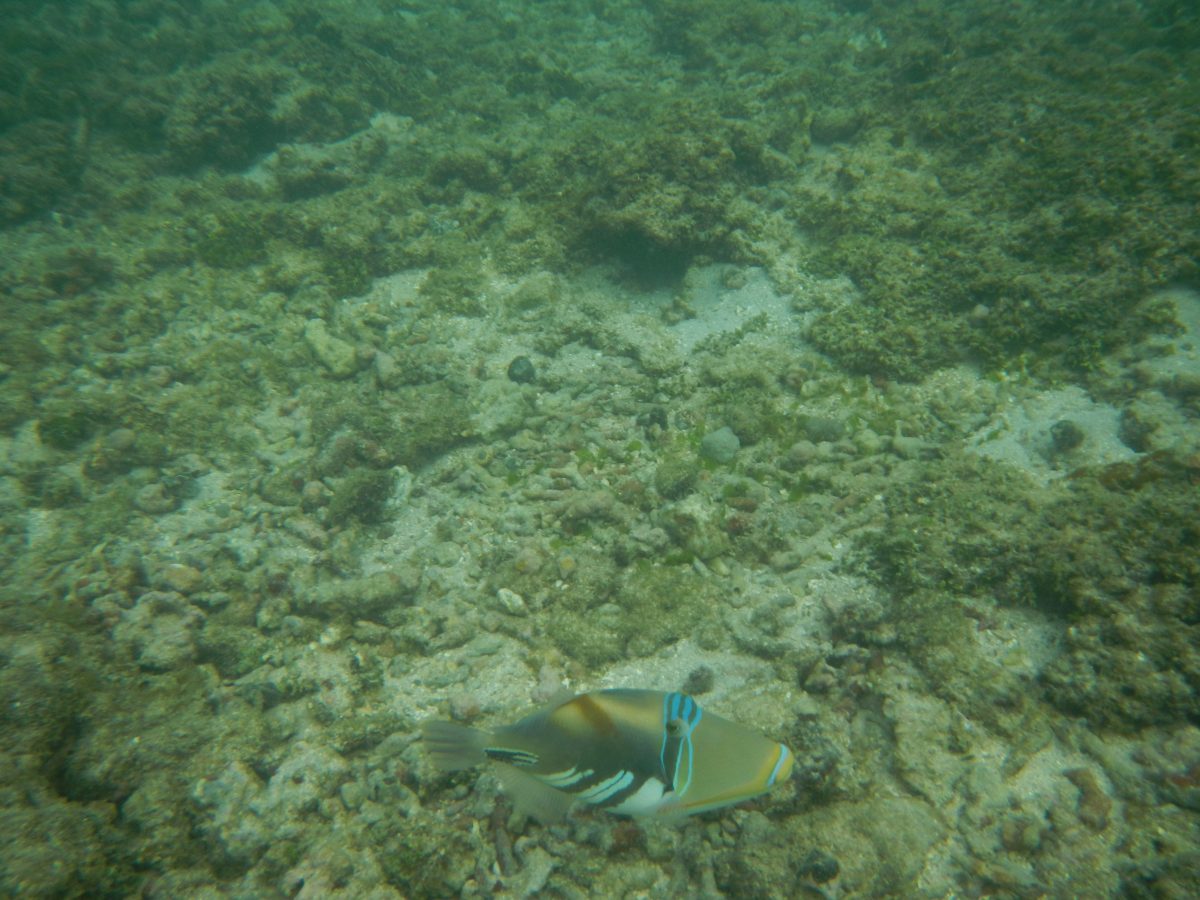National Park of American Samoa - Get Into The Wildlife