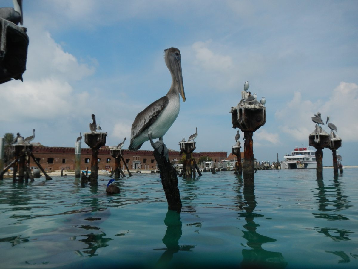 Dry Tortugas - Get Into The Wildlife