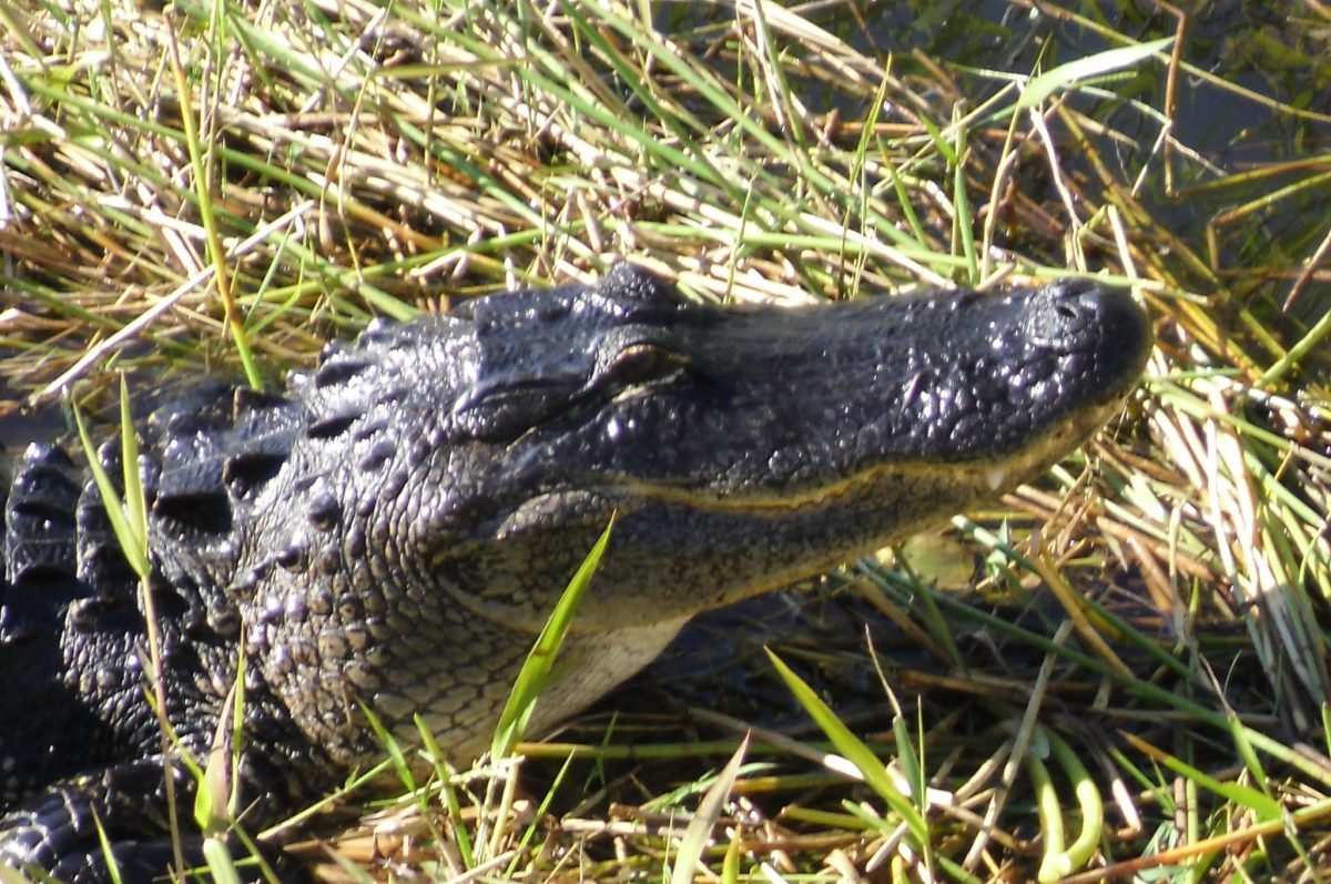 Everglades - Get Into The Wildlife